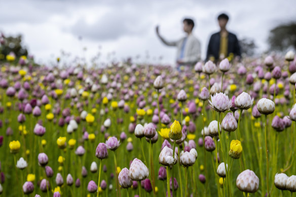 The Royal Botanic Garden Sydney: Spring puts on a blooming show