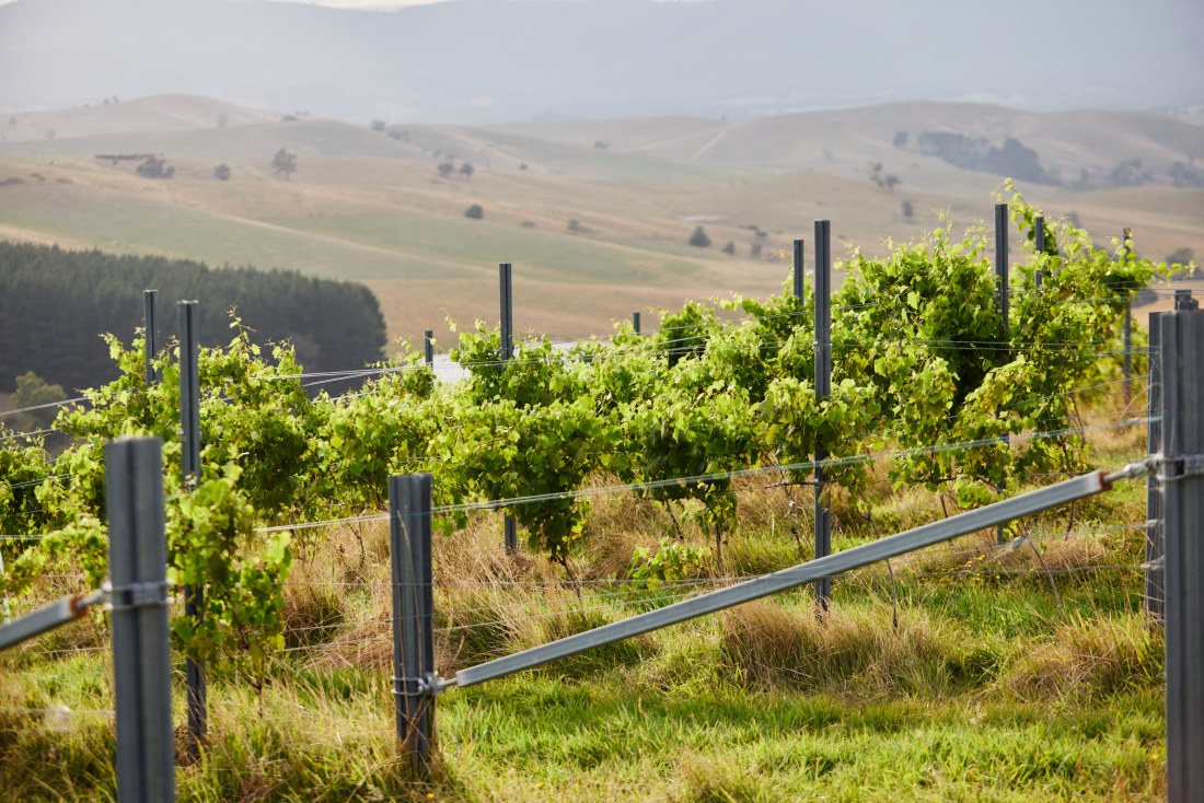 Winemaker Luke Lambert has bought his own vineyard north of Victoria’s ...
