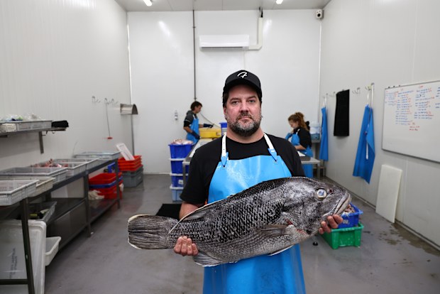 WA fishing ban: Pink snapper to be flown in from New Zealand after ...