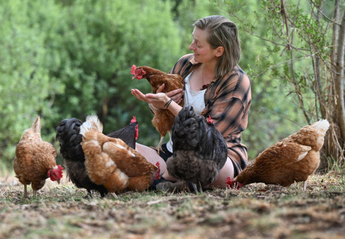 Train your chicken: Yes you can, and there are classes