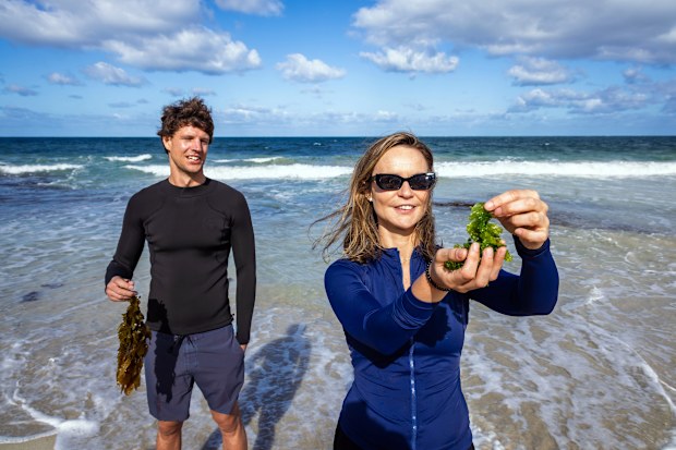Uluu seaweed plastic replacement company raises $16 million