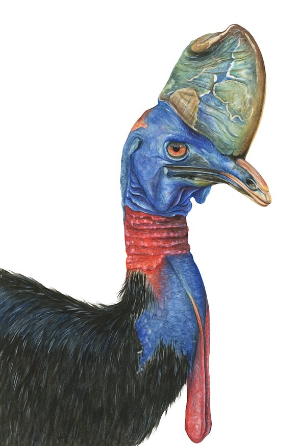 Scientific illustrator Sami Bayly publishes The Illustrated ...