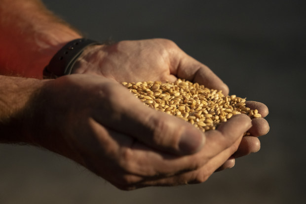Australia’s top wheat exporter makes record $500m profit