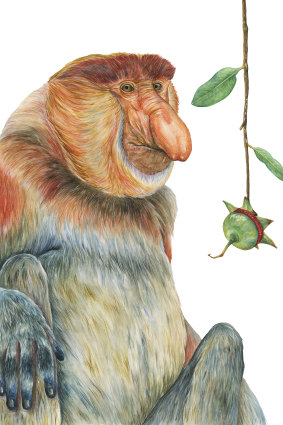 Scientific illustrator Sami Bayly publishes The Illustrated ...