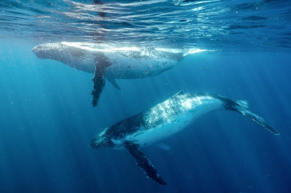 Whale swimming tours in NSW: I swam Australia’s humpback highway. But ...