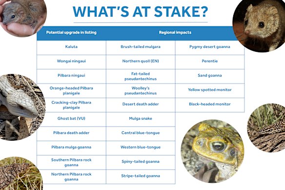 Cane toads: WA's Pilbara region at risk of invasion within two decades