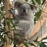 Will a new national park protect Sydney’s chlamydia-free koalas?