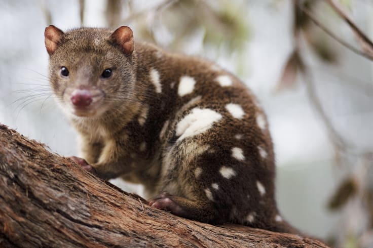 Where trees rain from the sky so tiger quolls might roam again