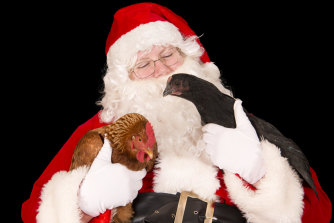 'They think we're nuts': Pet owners chase the Santa photo sleigh