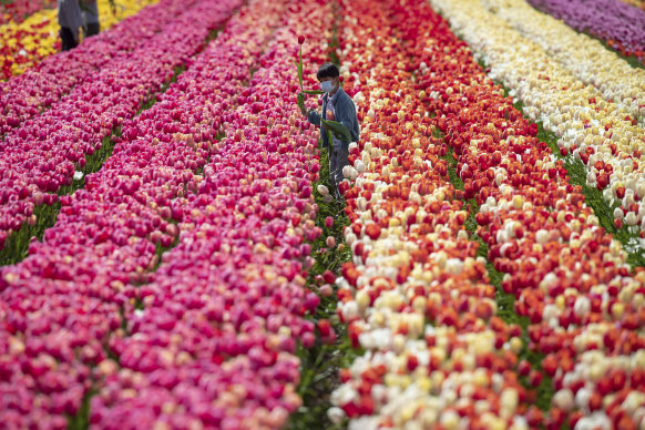 Buy tulips store
