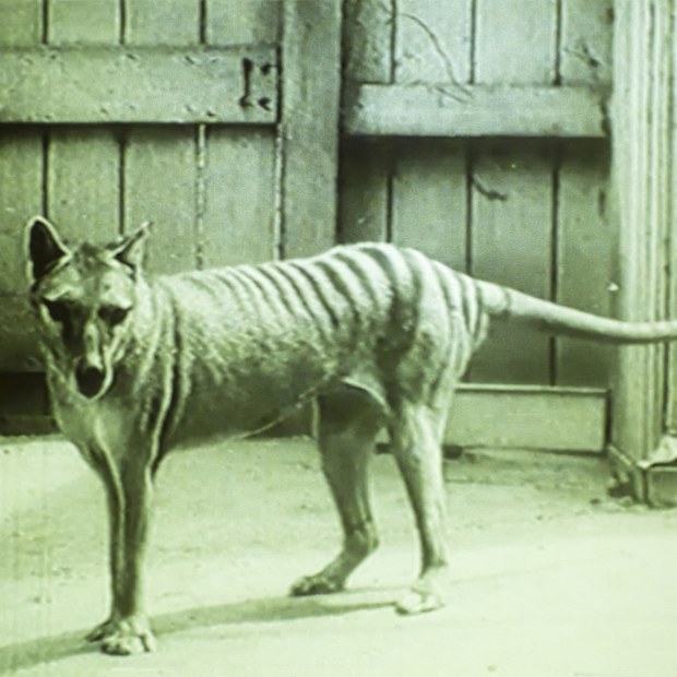 Ben Lamm’s Colossal Biosciences brought back the dire wolf. Now it ...