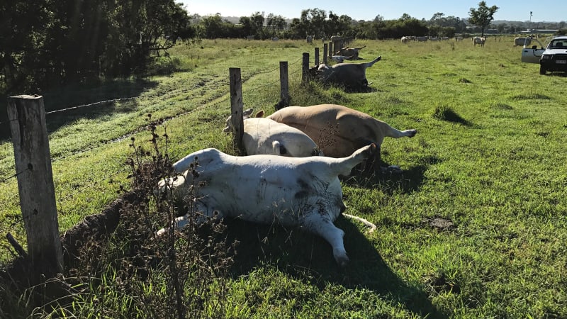 Row of cows found dead after lightning strike south of Brisbane