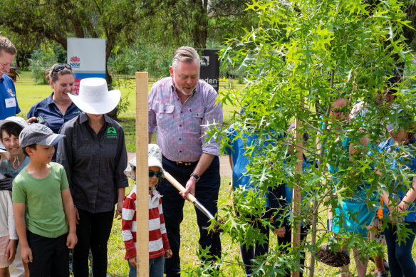 Labor throws shade on NSW government’s 1 million tree planting program