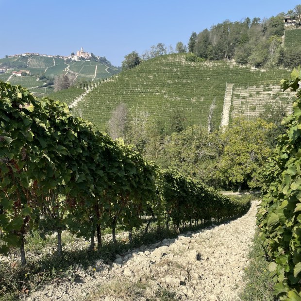 Italian made, Australian blended: a new barolo from Tar & Roses