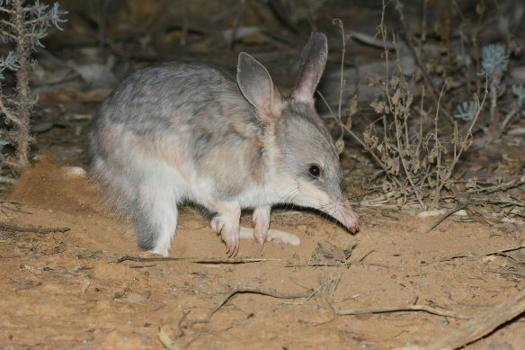 Fenced-off regions to help make greater bilbies great again in NSW