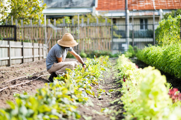Rooftop farms are teaching city dwellers how to grow food at home