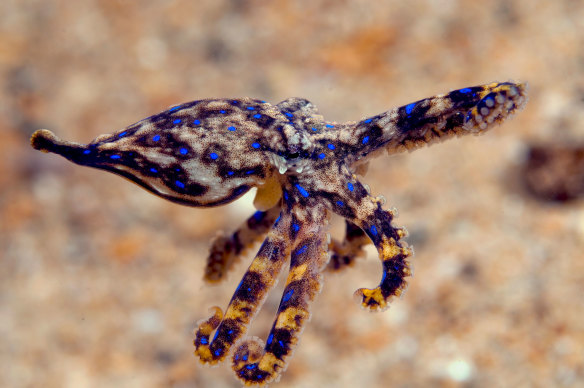does a blue ringed octopus bite hurt