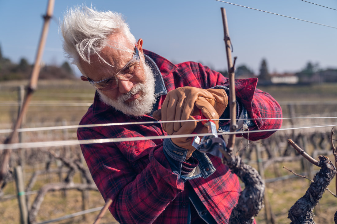 Marco Simonit and Pierpaolo Sirch are hired by winemakers from Château ...