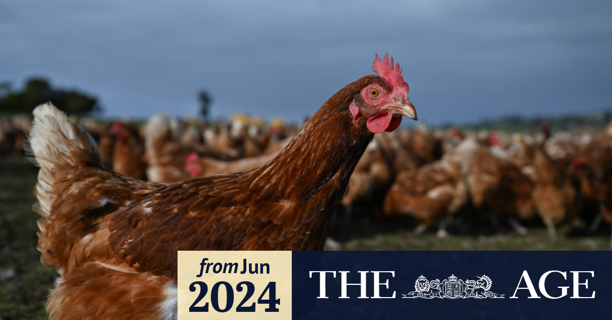 Avian flu Victoria: Free range farmers who care about their chickens ...