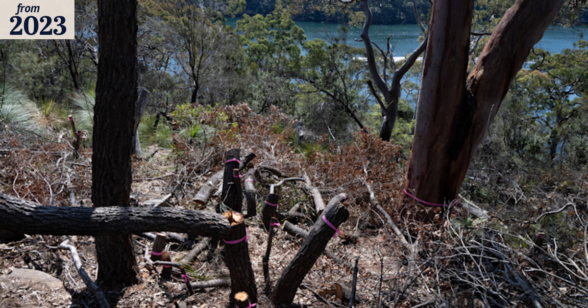 Castle Cove tree vandalism: Willoughby Council outraged at HD Robb ...