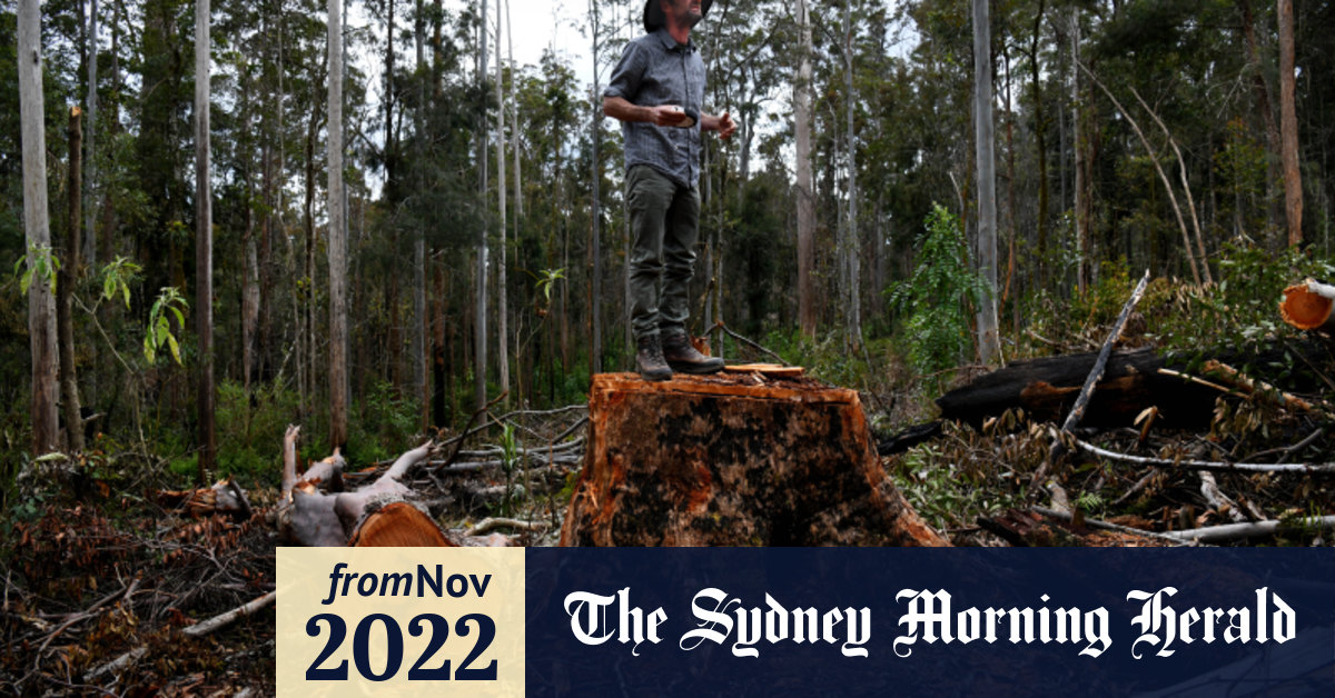 Logging: Fierce forest wars reignite in NSW