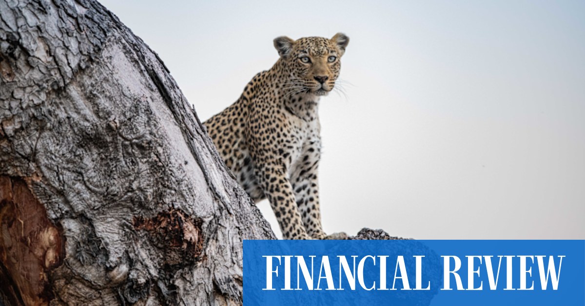 Welcome to “Giraffic Park”: a safari adventure where conservation is king