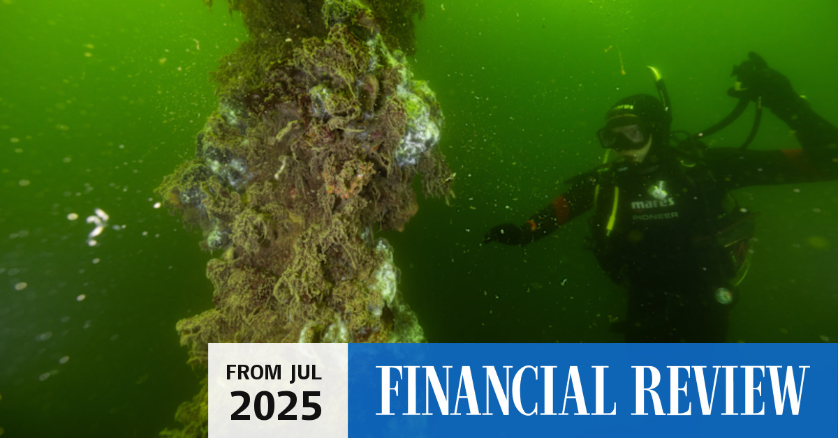 The South Australia algal bloom is causing marine ecosystem collapse ...