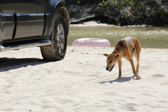 Fencing to be installed after ‘aggressive’ dingo attacks on Fraser Island