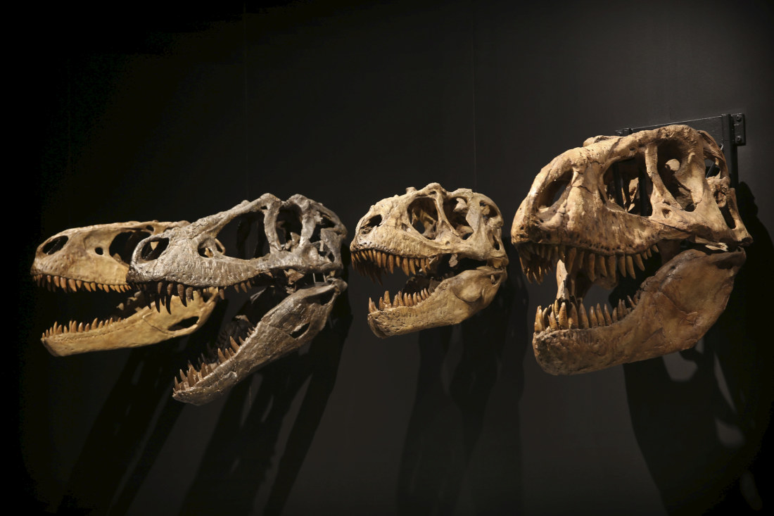 Was T. rex as smart as a primate? Just how clever was the king tyrant ...