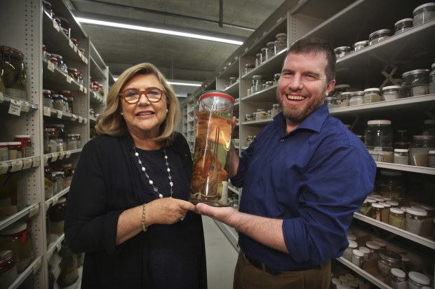 Australia’s museums contribute to 1.1 billion-object global database