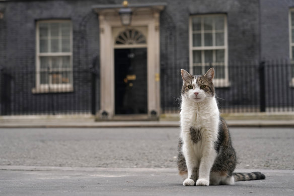 Why Larry the cat in 10 Downing Street wishes Starmer hadn’t won the ...