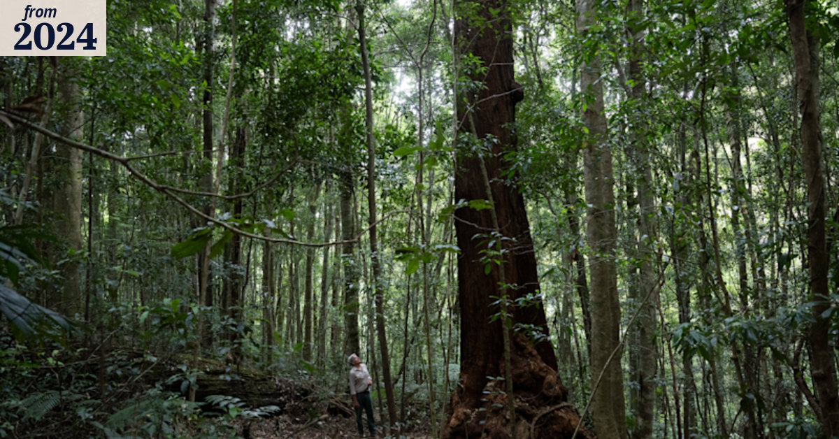 State loggers clearfell national park forest