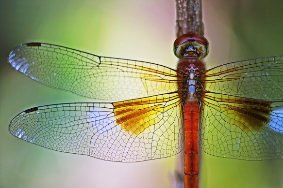 are dragonflies attracted to color