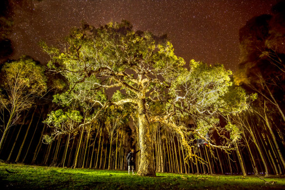 Djab Wurrung tree: What do these sacred trees tell us about Aboriginal ...
