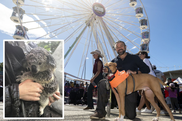 Sydney Royal Easter Show: koala-saving dingo joins list of celebrated ...
