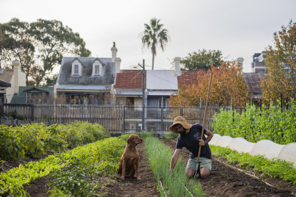 Spotlight: Community urban farming growing strong in Sydney and Melbourne