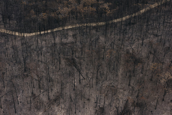 'Great result': Old-growth forests get reprieve from forestry