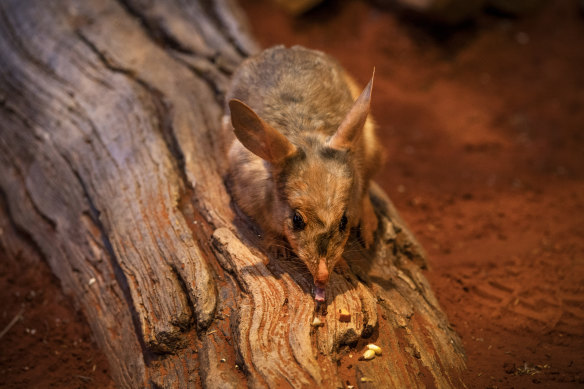 Accelerating evolution: greater bilbies will be 'trained' to fear cats