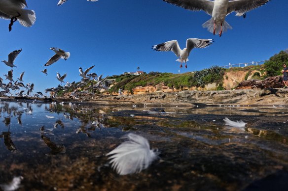 Sydney weather: Weekend heatwave likely to stretch into next week