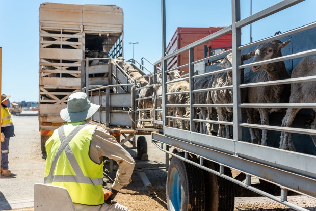 Live sheep exports to Saudi Arabia to resume after 12 years