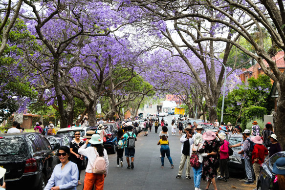 Jacaranda trees to be given to new parents in North Sydney, Kirribilli