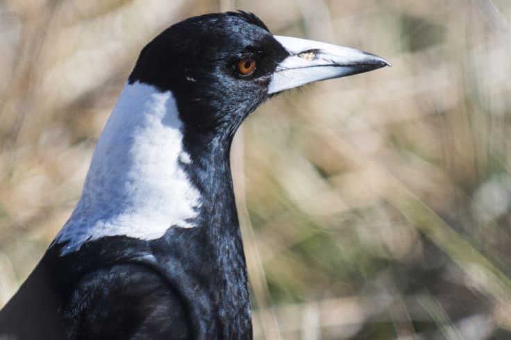 My sentinel bird: following the magic flight of the magpies