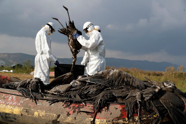 H5 strain of bird flu in Australia: Signs, symptoms and everything we ...