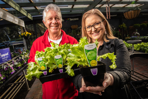 Lettuce price: Nurseries report spike in seed and seedling sales as ...
