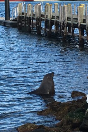 The sorry tale of Sammy the seal, who never needed that free feed