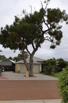 Why Perth councils won't remove your nuisance verge tree, even if it's ...