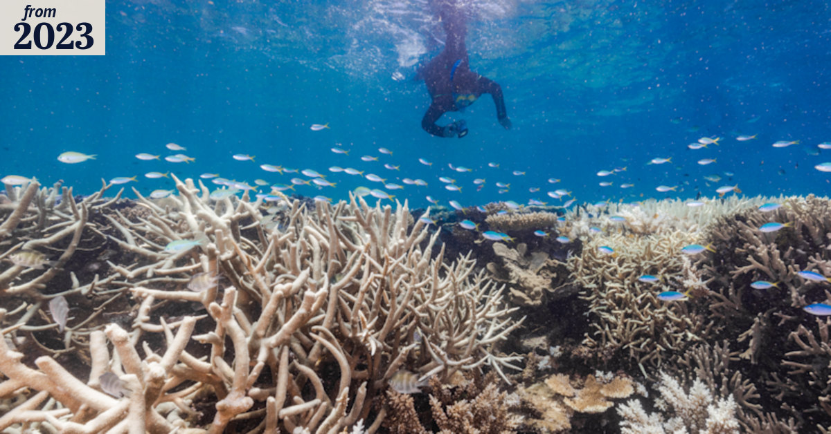 Great Barrier Reef: Coral bleaching alert as hot summer looms