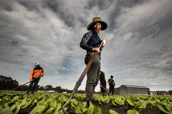 Australian produce being destroyed as worker drought hits regional areas
