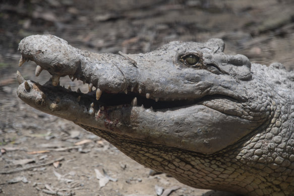 Something ‘fishy’ about croc meat for allergy sufferers