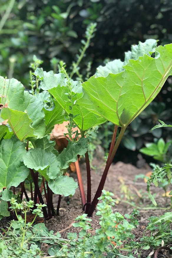 How to grow desirable ruby red rhubarb in your Sydney suburb